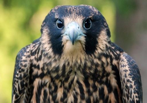 Boylston Parks and Recreation: WINGMASTERS - Birds of Prey & Native ...